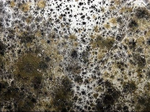 The Facts about Mold Growth by NAIMA Canada on Guides